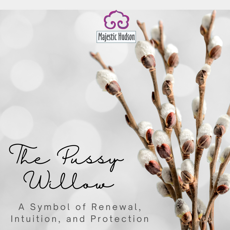 The Spiritual Meaning of Pussy Willow: A Symbol of Renewal, Intuition ...