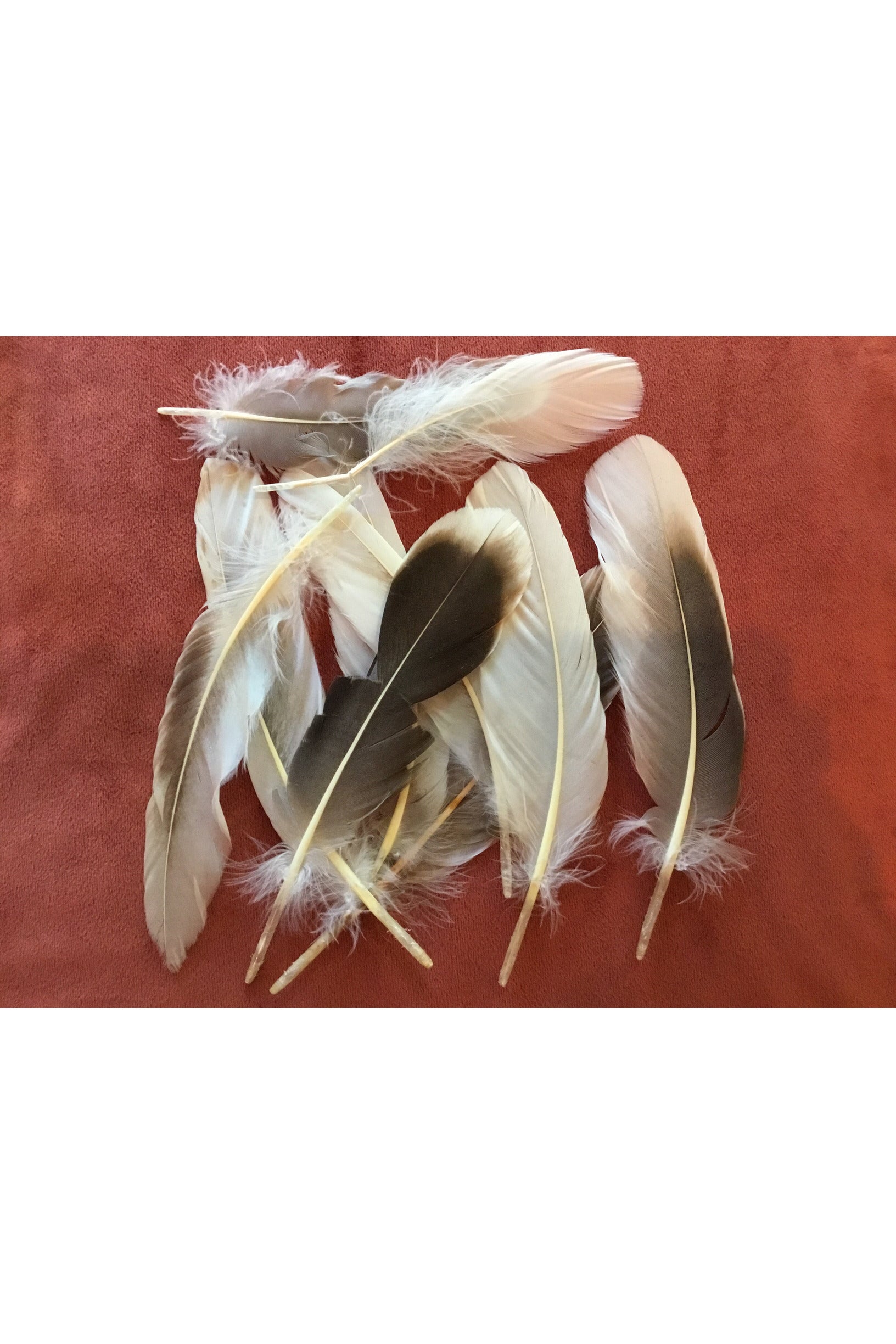 Natural Gray Goose Feather – Majestic Hudson Lifestyle